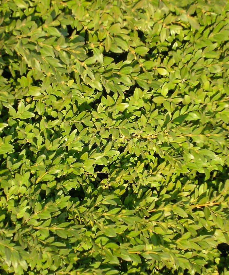 Box leaves. background stock image. Image of leaf, plant - 156418679