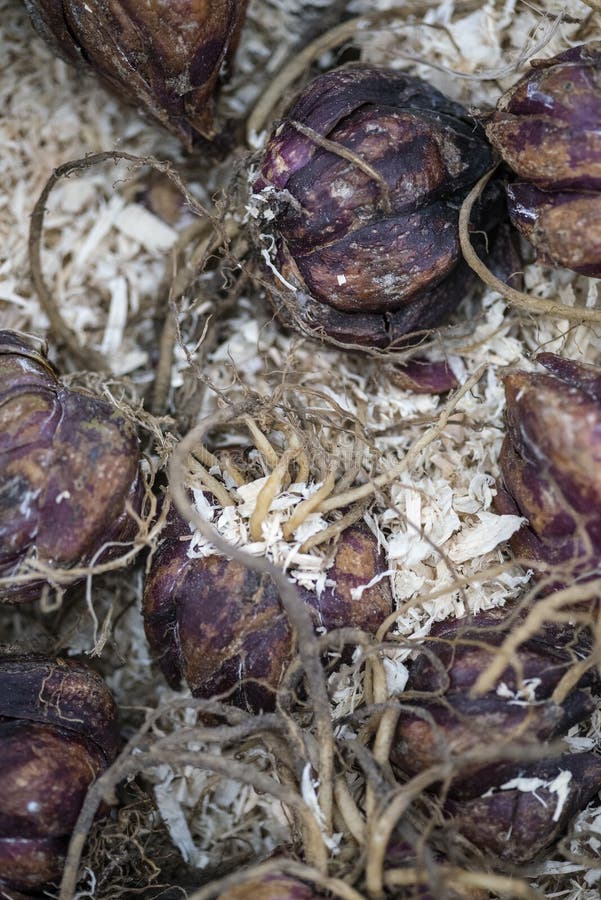 Box of Lily Lilium Regale Bulbs Ready To Be Planted in Spring Stock ...
