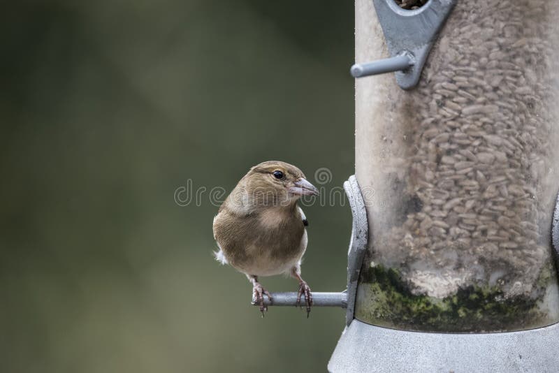 Box of Lily Lilium Regale Bulbs Ready To Be Planted in Spring Stock ...