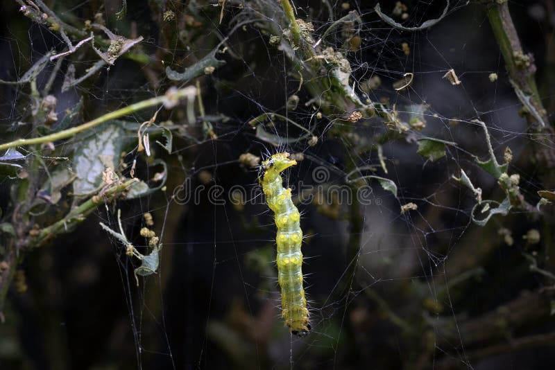 Box Moth Larvae Feeding on Plant Stock Image - Image of hair, green ...