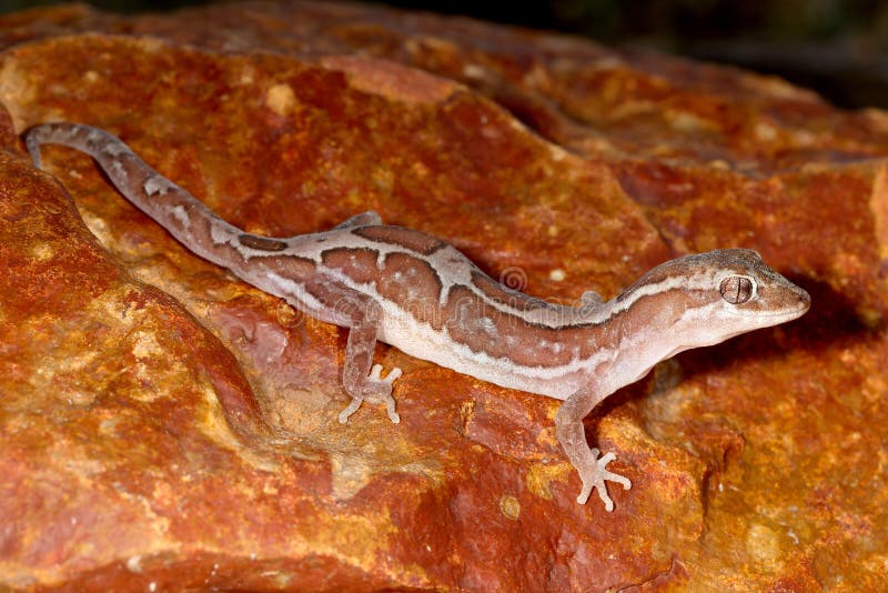 Box Patterned Gecko stock image. Image of lizard, australia - 202507609