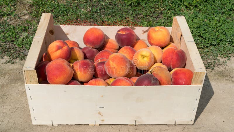 Box of peaches stock image. Image of closeup, crop, organic - 76843555