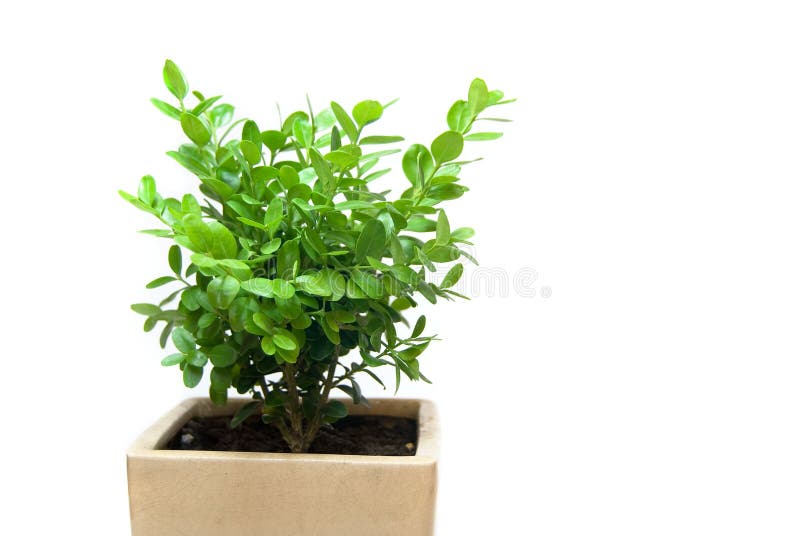 Box Plant in Pot stock photo. Image of plant, boxwood - 9650538
