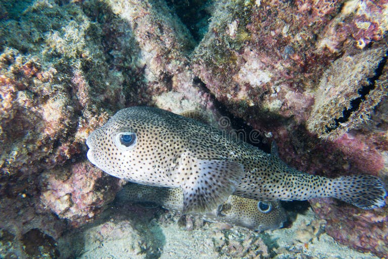 Box Puffer Fish Underwater Portrait Stock Photo - Image of beauty ...