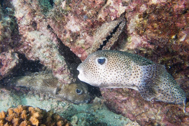 Box Puffer Fish Underwater Portrait Stock Image - Image of clown ...
