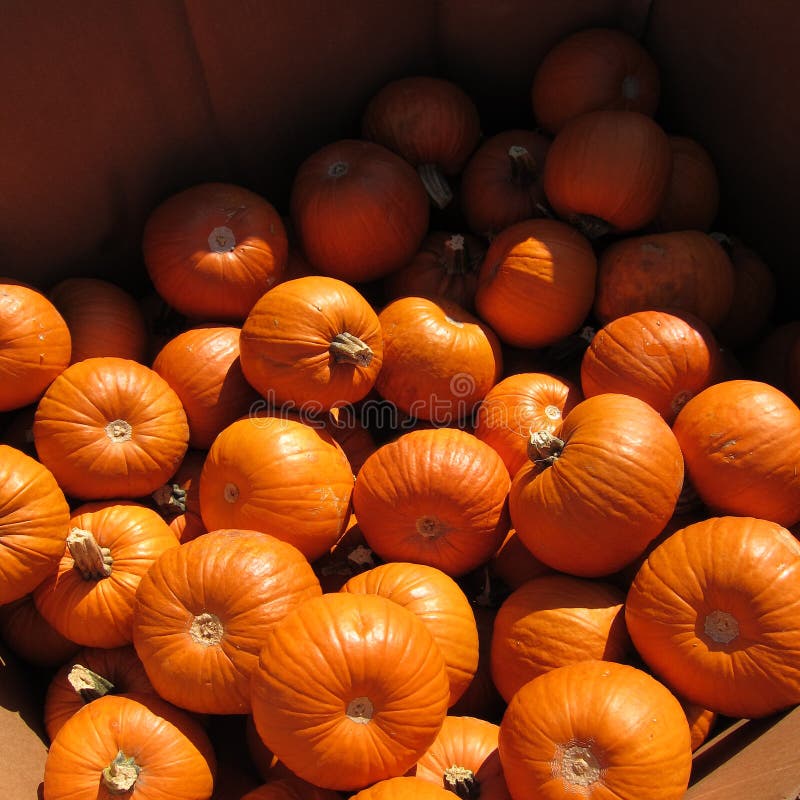 Box of Pumpkins stock image. Image of october, pumpkins - 21495321