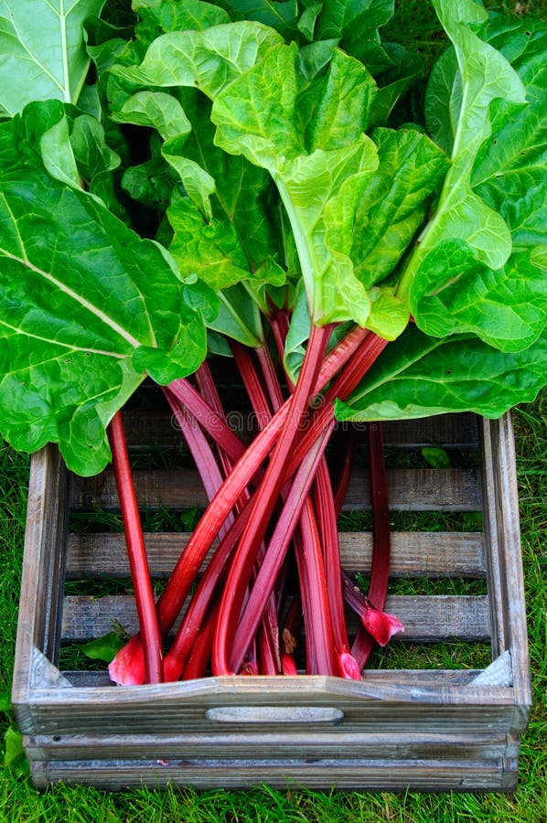 Fresh Rhubarb stock photo. Image of vegetable, stalk - 19505068