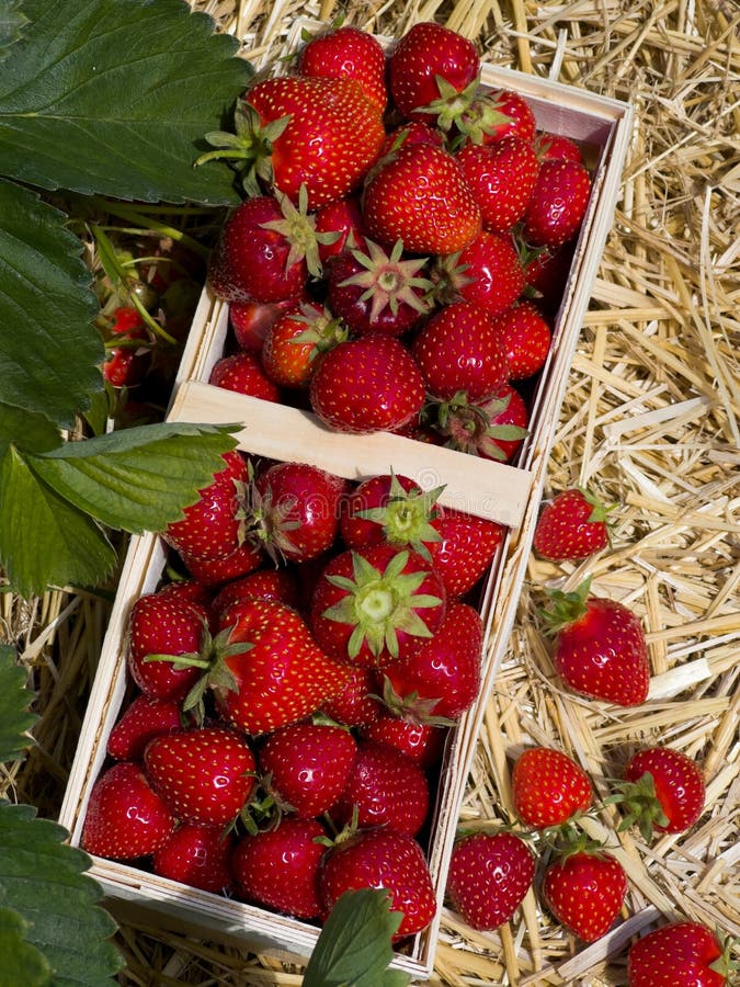 Box with Ripe Fresh Strawberries in Strawberry Field Fruit Farm. Stock ...