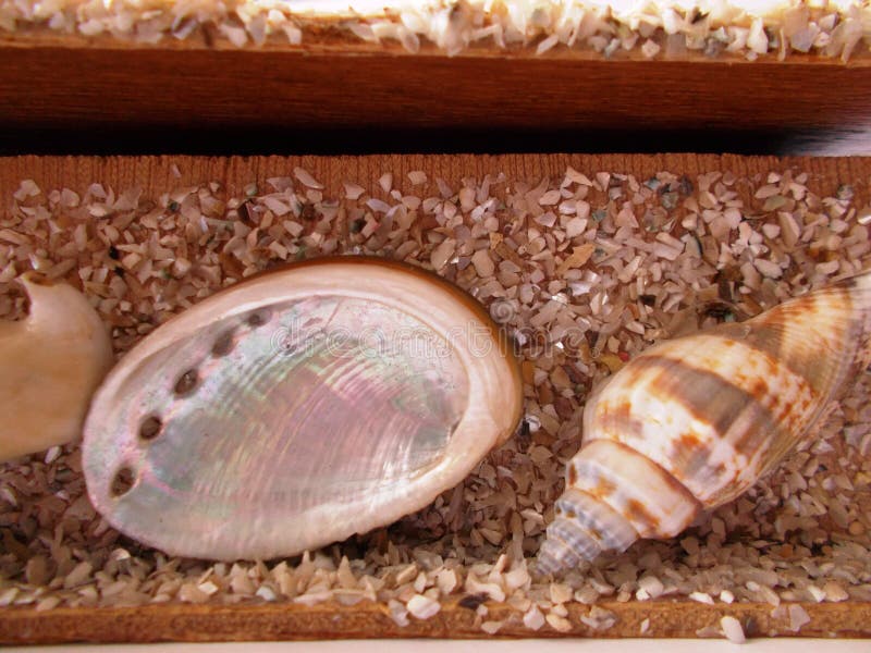 Box with sea shells stock photo. Image of shells, environment - 132127946