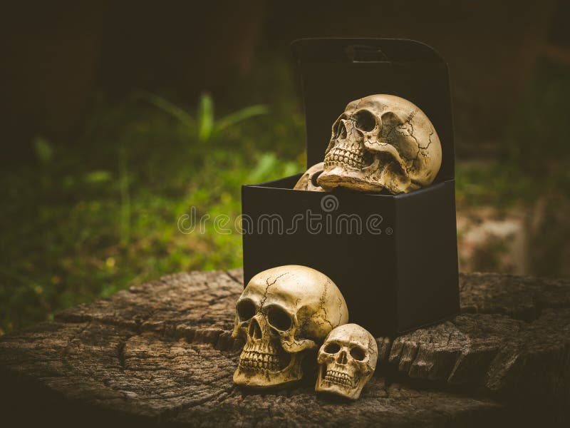 Box of skull stock photo. Image of anatomy, dead, face - 76142046