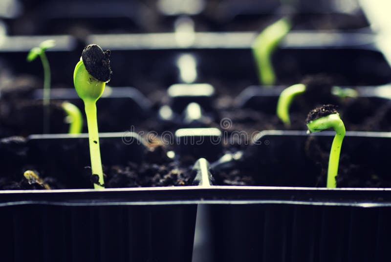 Box with Small Sprout from Seeds Stock Image - Image of growth, farming ...