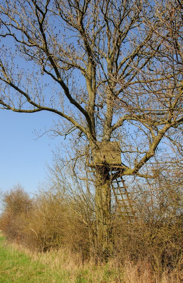 Box stand in a tree stock photo. Image of forest, lawn - 30320340