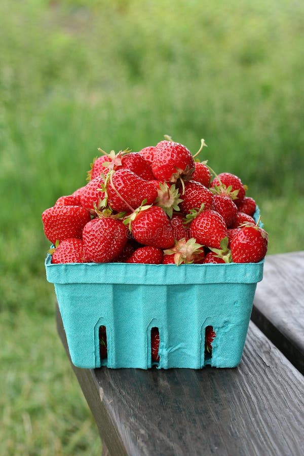 Box of strawberry stock photo. Image of group, food, freshness - 36340790