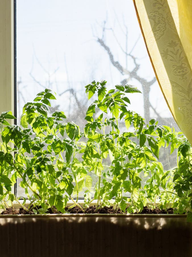 Box with Sunlit Tomato Seedlings on Window Sill Stock Image - Image of ...