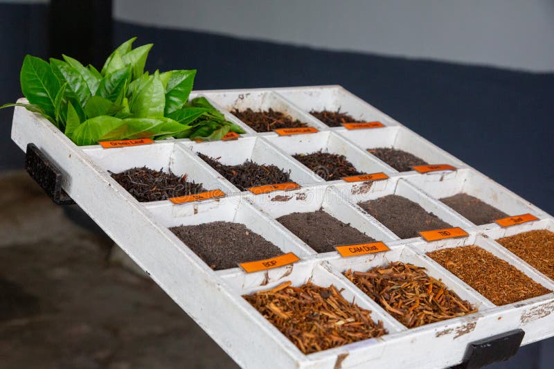 Box with Tea Processing Samples in a Tea Factory in Cameron Highlands ...