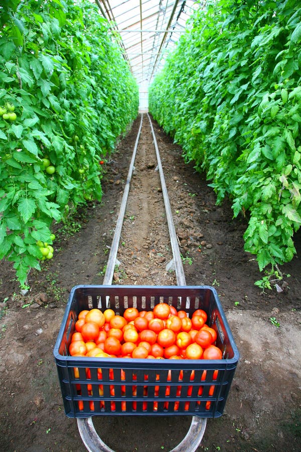 Box with tomatoes stock image. Image of growth, indoors - 14445049