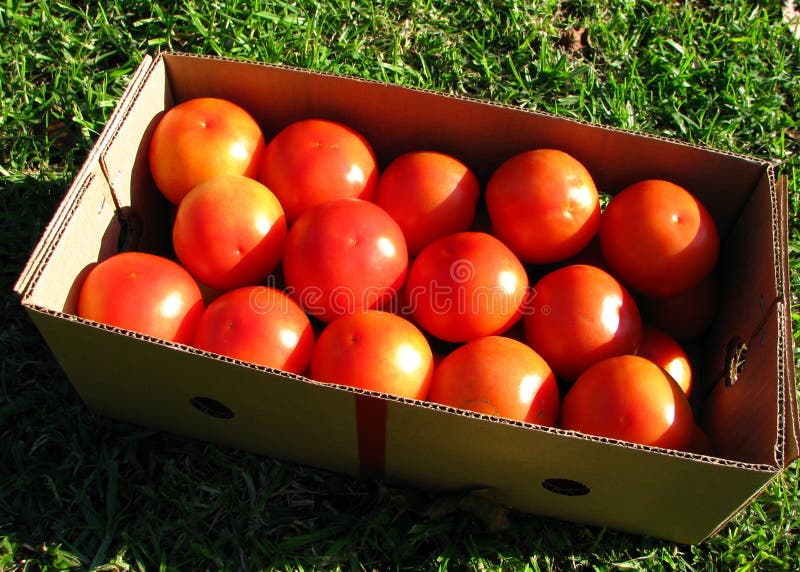 Box of tomatoes stock photo. Image of health, organic - 5471826