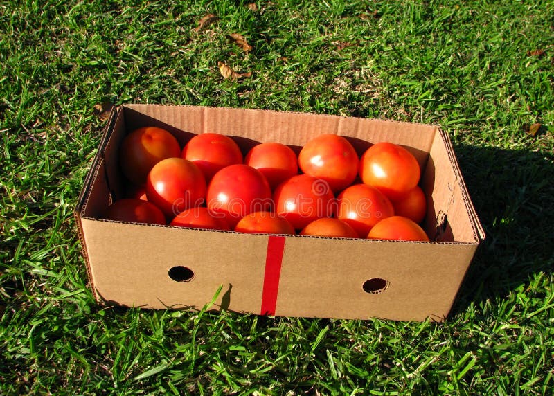 Box of tomatoes stock image. Image of food, farming, agriculture - 5471837