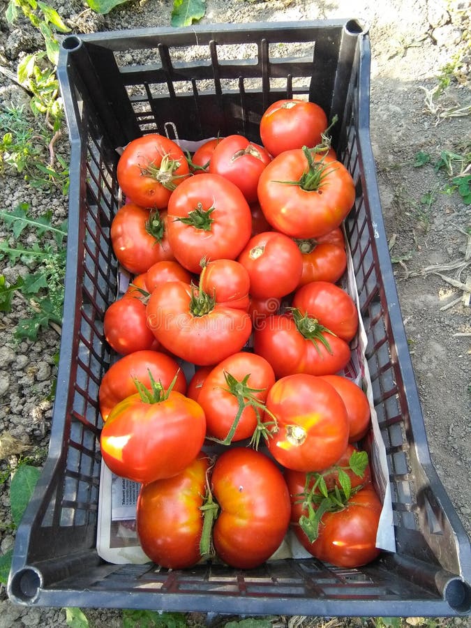 Big tomatoes stock image. Image of leaf, unripe, agriculture - 46215393