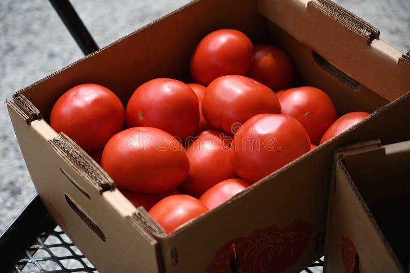 Box of Tomatoes stock photo. Image of fresh, cardboard - 189281814