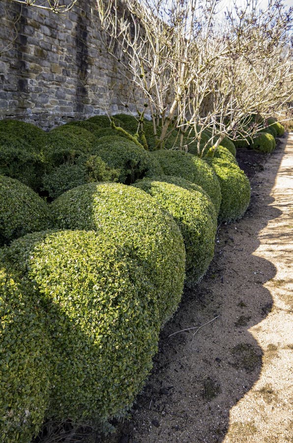 Box topiary balls stock photo. Image of spring, england - 90319370