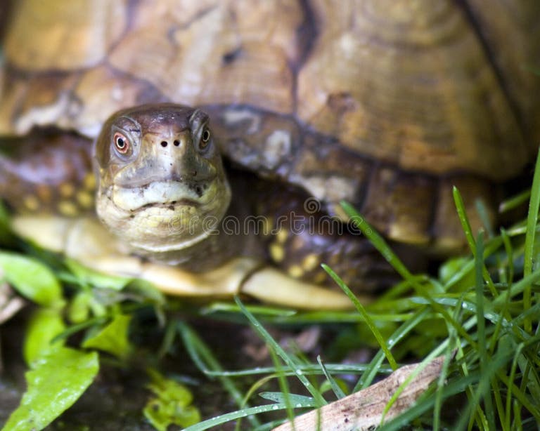 Box tortoise stock photo. Image of field, meadow, wildlife - 14375896