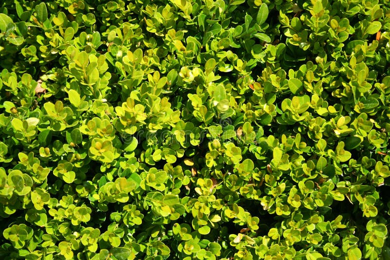 Boxwood background stock image. Image of hedge, plant, spring - 140669