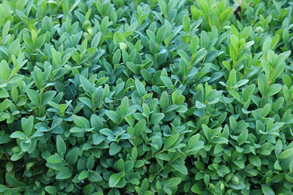Box tree fence stock image. Image of leafes, bush, bedckground - 170142571