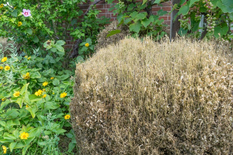 Box Tree Eaten Bare by Caterpillars of the Box Tree Moth Stock Photo ...