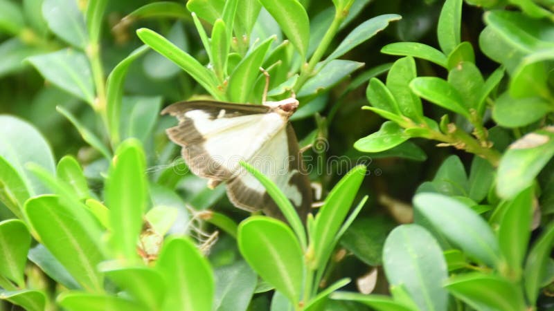 Box Tree Moth in a Box Tree Stock Video - Video of butterfly, animal ...