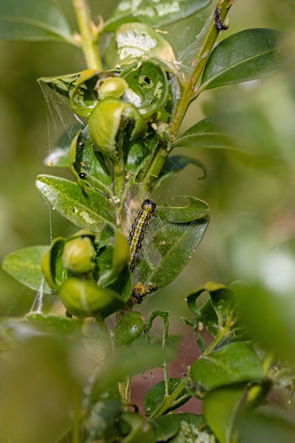 Box Tree Moth Caterpillar in a Boxwood Bush Stock Photo - Image of ...