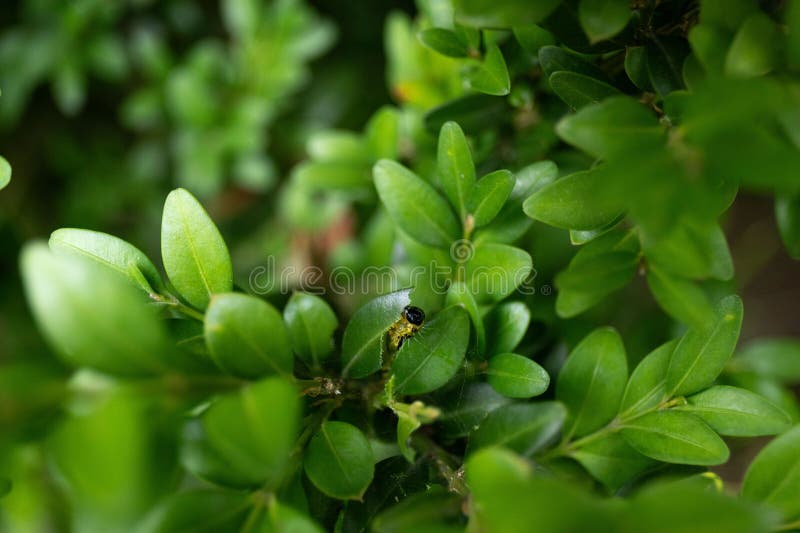 Box Tree Moth Caterpillar or Cydalima Perspectalis on Buxus ...