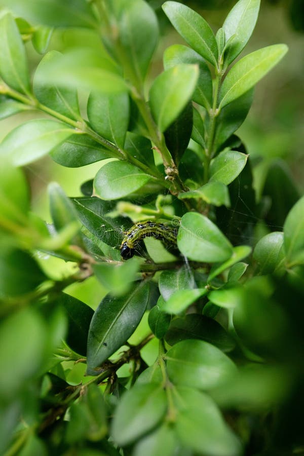Box Tree Moth Caterpillar or Cydalima Perspectalis on Buxus ...
