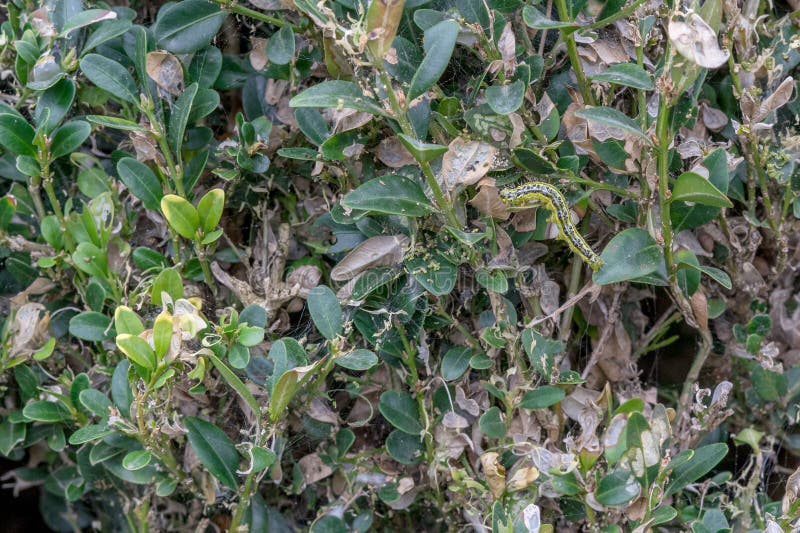 Box Tree Moth Caterpillar Eats the Box Tree Bare Stock Photo - Image of ...