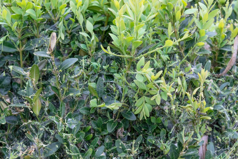 Box Tree Moth Caterpillar Eats the Box Tree Bare Stock Photo - Image of ...