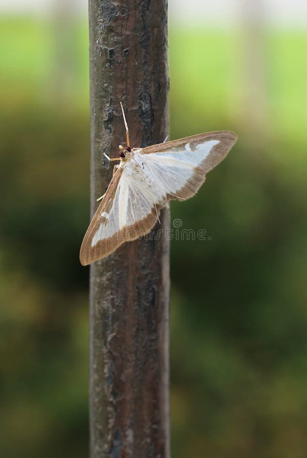 Box tree moth stock photo. Image of little, perspectalis - 126016282