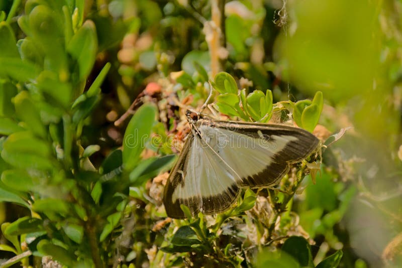 Box Tree Moth - Cydalima Perspectalis Stock Image - Image of cydalima ...