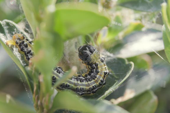Box tree moth larva stock photo. Image of leaves, insect - 53317882