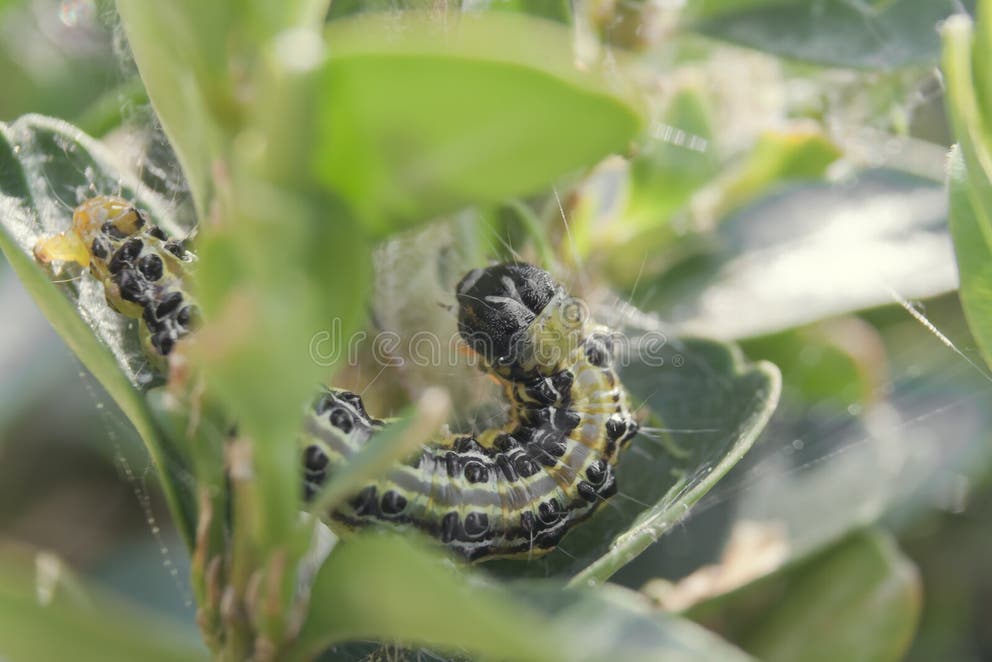 Box tree moth larva stock photo. Image of leaves, insect - 53317882