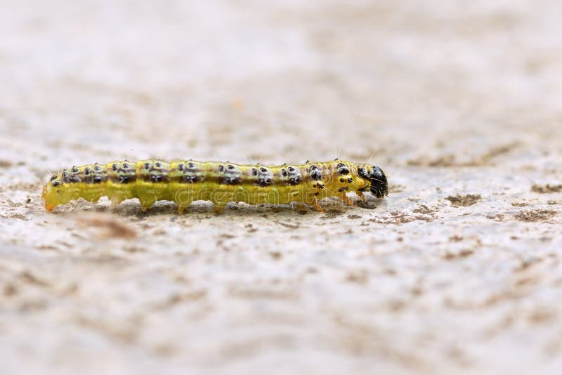 Box tree moth macro shot stock image. Image of boxwood - 215057063