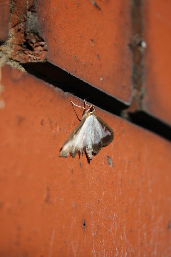 Box Tree Moth Scientific Name Cydalima Perspectalis on a Brick Wall ...