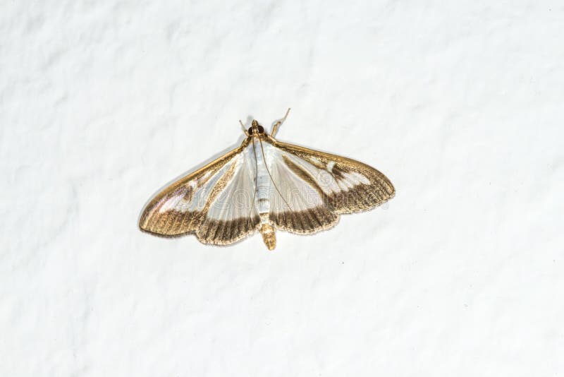 Box tree moth on a wall stock image. Image of imported - 123309703
