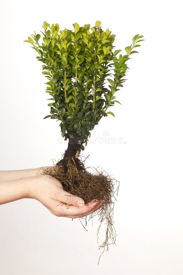 Box tree with roots stock image. Image of life, common - 24020855