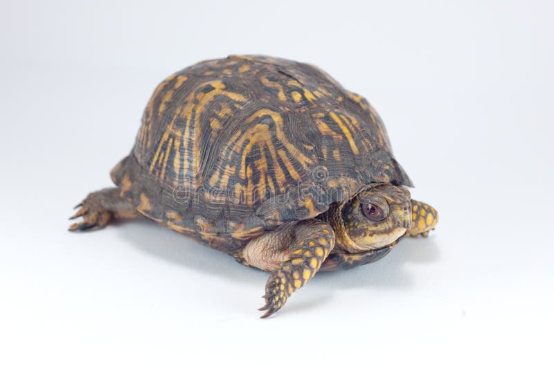 Box turtle stock image. Image of terrapene, animal, scale - 5982447