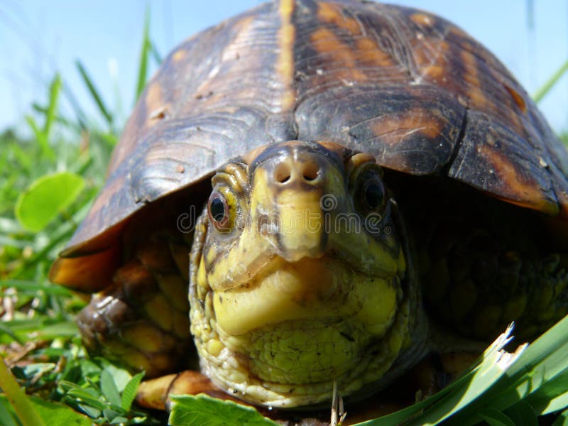 Turtle Coming Out Shell Stock Photos - Free & Royalty-Free Stock Photos ...