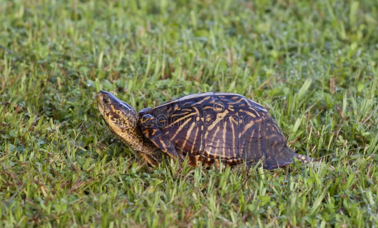 184 Florida Box Turtle Stock Photos - Free & Royalty-Free Stock Photos ...