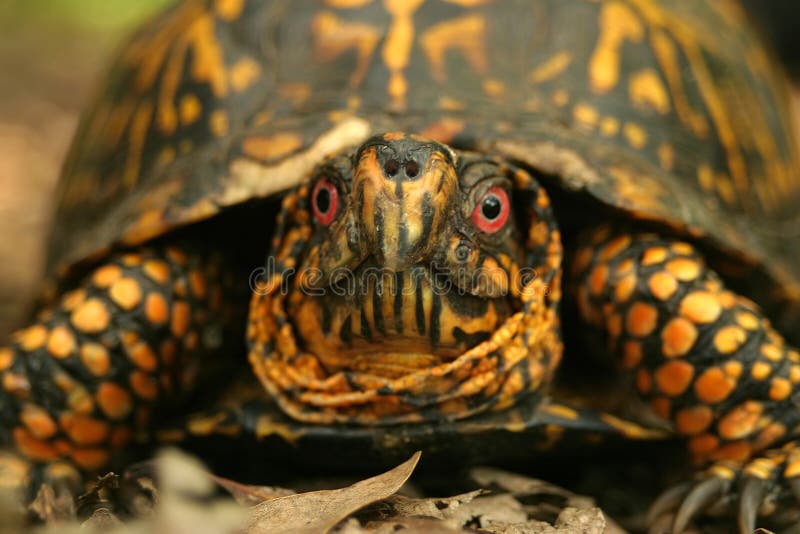 Box Turtle stock photo. Image of colors, reptiles, macro - 14898