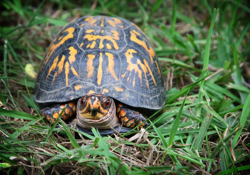 Ornate Box Turtle Inside His Shell Stock Image - Image of inside ...