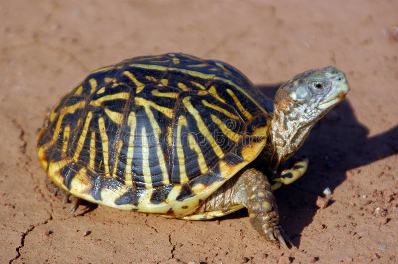 Box Turtle stock photo. Image of shell, terrapene, reptile - 2628634