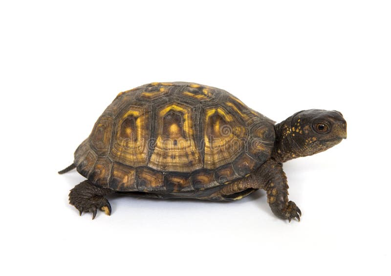 Box turtle stock image. Image of cute, investigate, study - 4781093